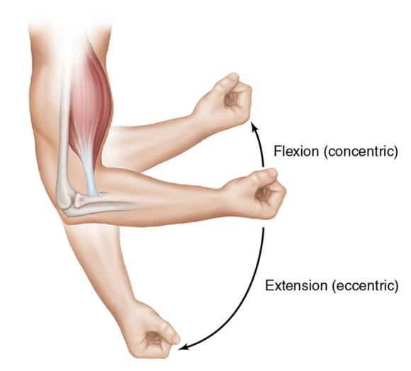 Extension Of Muscle