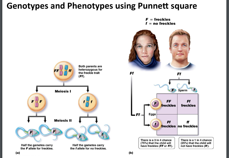 Genotype And Phenotype Punnett Square