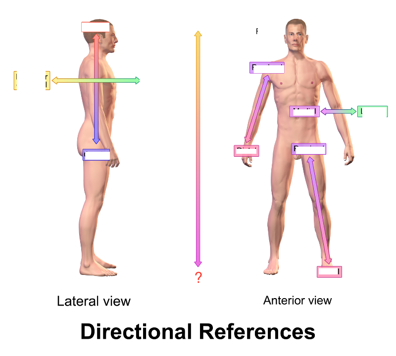 Directional Terms Flashcards Easy Notecards Directional Terms Flashcards Easy Notecards