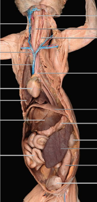 Heart Anatomy Arteries And Veins
