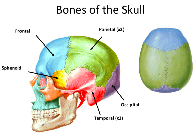 print-gross-anatomy-exam-i-bones-and-oiia-flashcards-easy-notecards