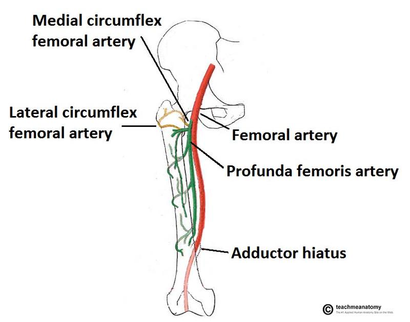 GSU Blood Vessels Of The Lower Limb Flashcards Easy Notecards GSU Blood Vessels Of The Lower Limb Flashcards Easy Notecards