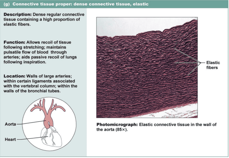 A P Tissues CH 4 Flashcards Easy Notecards