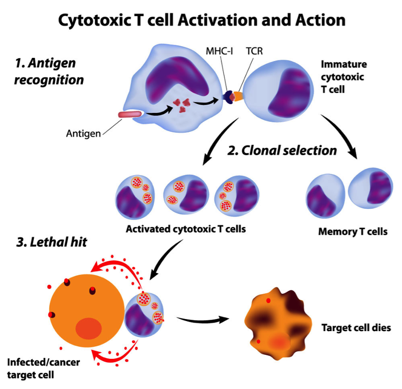 Cytotoxic T Cells Activation