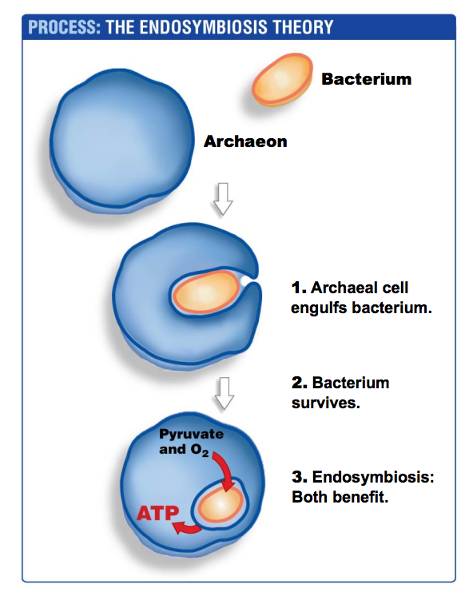 Archaea Examples List