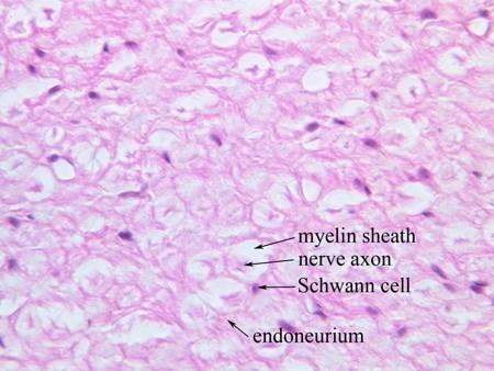 Nerve Cross Section Slide Labeled