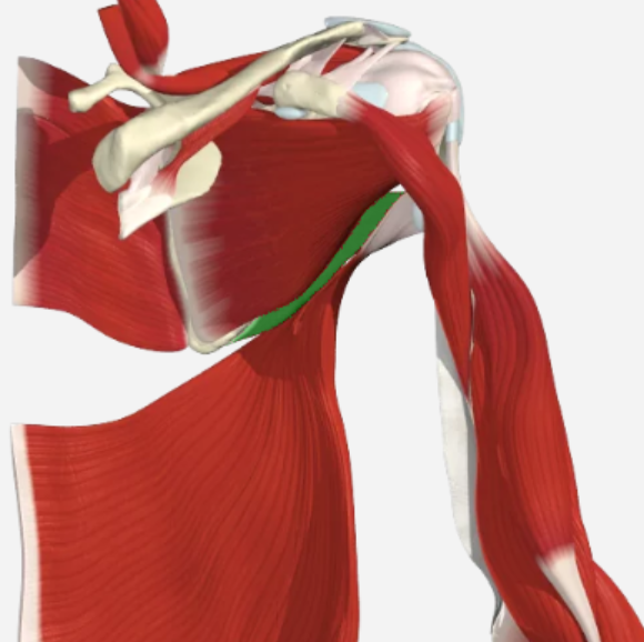 Teres Major Muscle Anatomy Function Clinical Aspects Kenhub