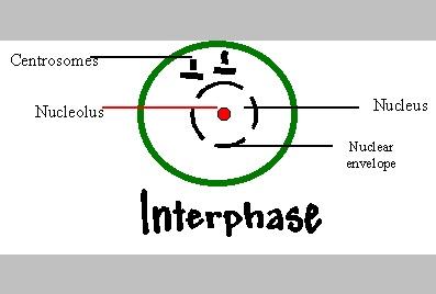 Interphase - JungleKey.fr Image