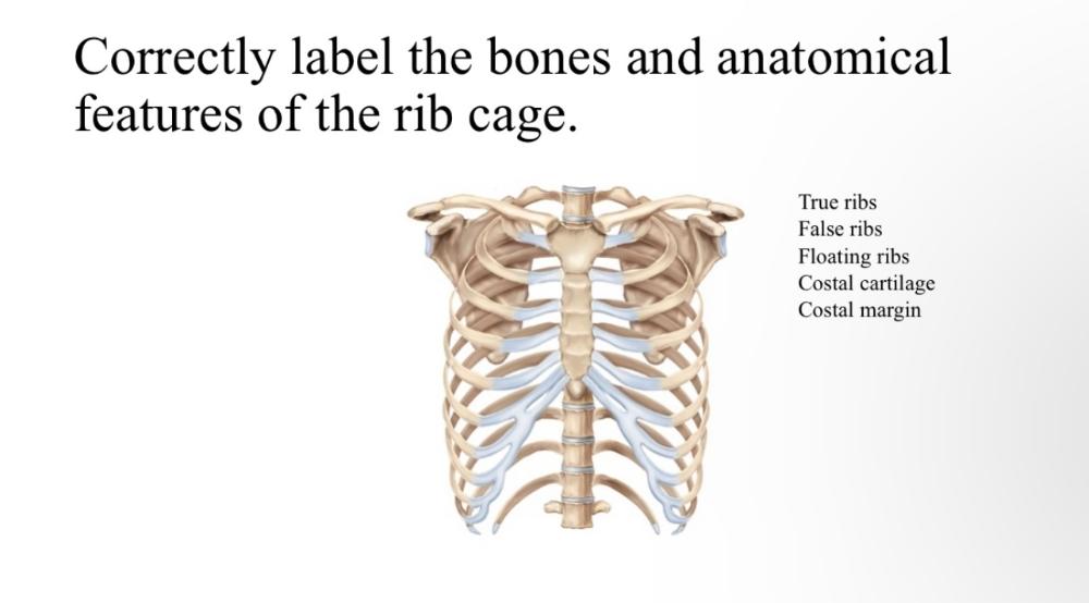 Lab Exam 3 Flashcards Easy Notecards