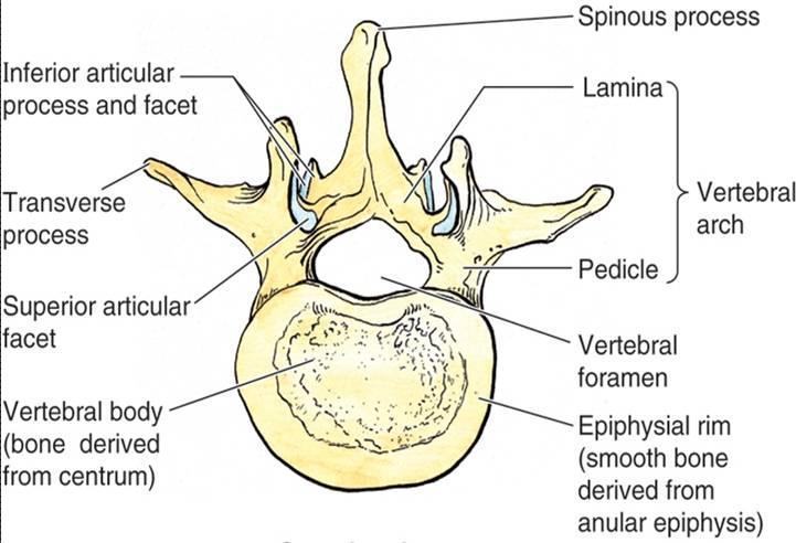Transverse Processes