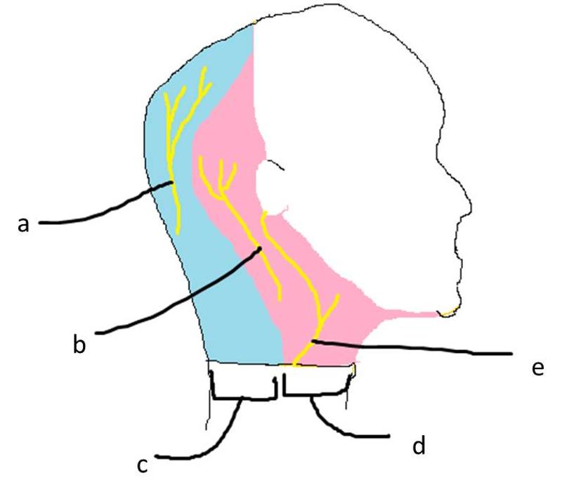 Posterior Auricular Nerve Block