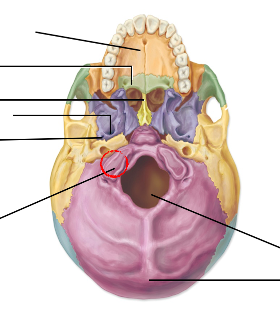 occipital-condyle-anatomy