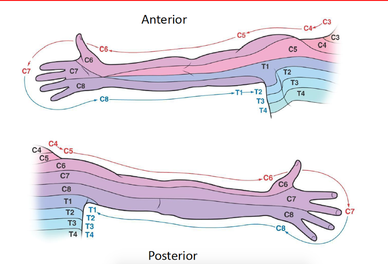 Dermatomes Arm