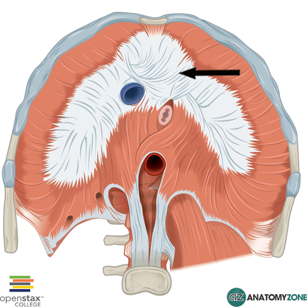 Elevation And Depression Anatomy