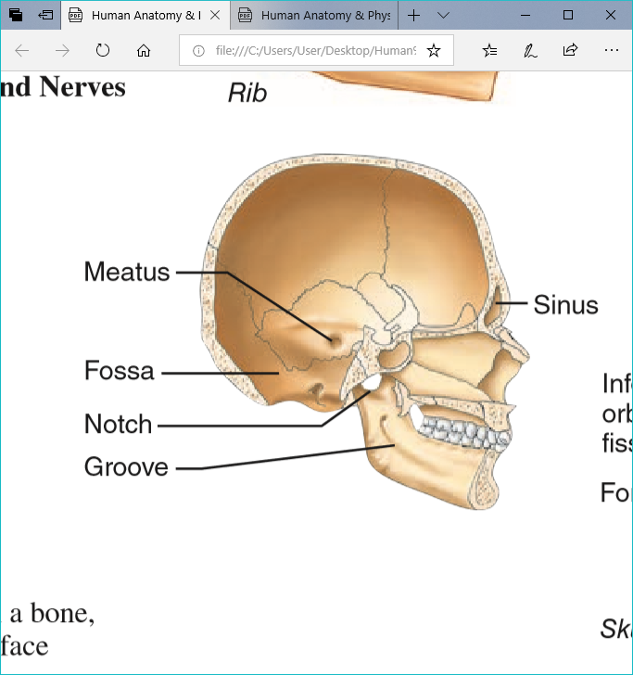 Anatomy Bone Markings Anatomical Charts Posters