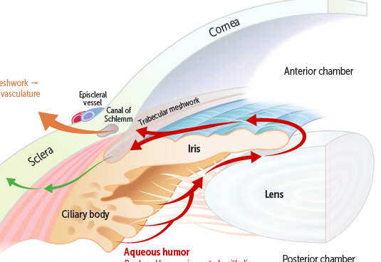 عینک eyewear | Eye Anatomy آناتومی چشم