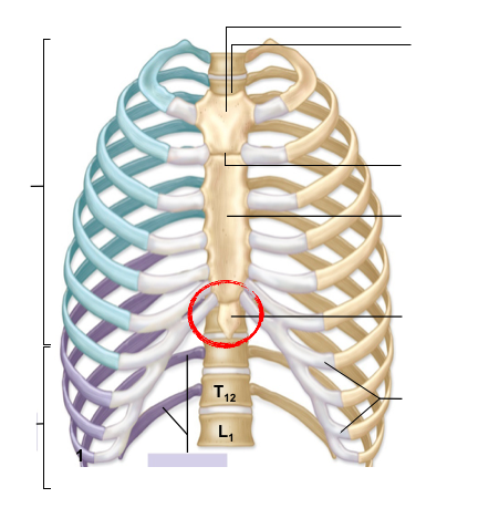Xiphoid Process Processus Xiphoideus Kenhub
