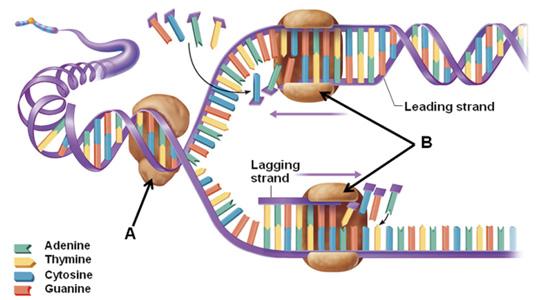 Enzyme Diagram Unlabeled