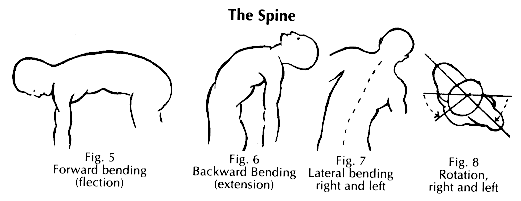 Definition Of Flexion In Anatomy