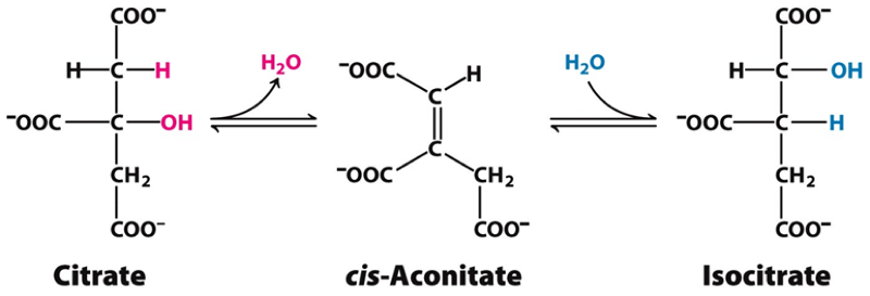 Isocitrate Carbons