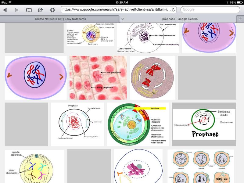 Prophase I Definition Stages And Quiz Biology Dictionary
