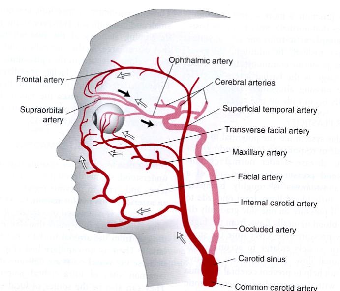Optic Canal Anatomy