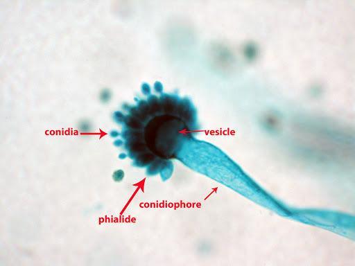 Penicillium Slide Labeled Conidia
