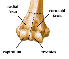 Radial Fossa Of Radius