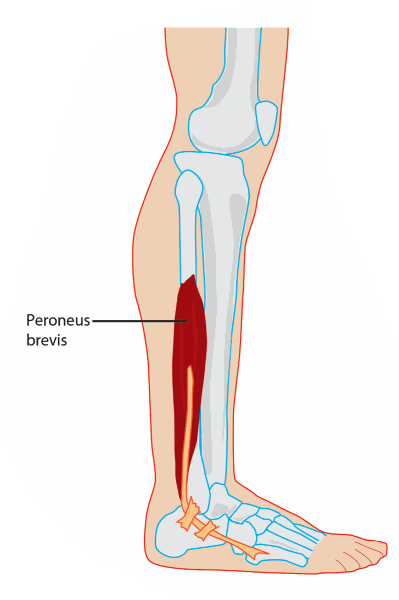 Styloid Process Foot