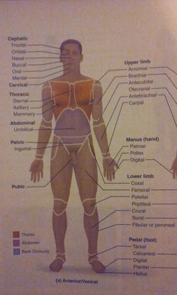 Acromial Region Anatomy Acromial Region Anatomy