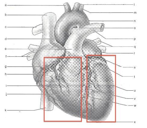 Ventral View Of The Heart