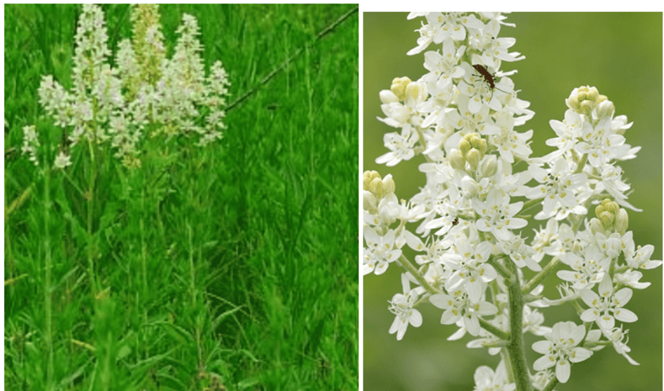 plant tax identification pics and descriptions Flashcards - Easy Notecards