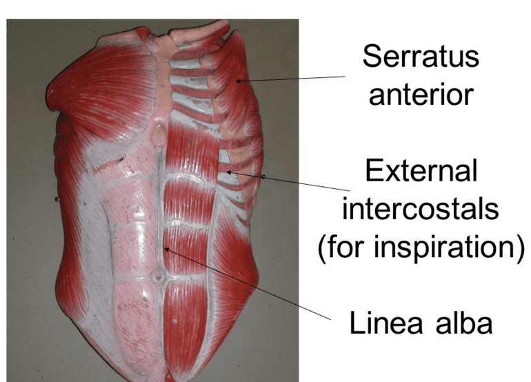 Intercostal Muscles Cadaver