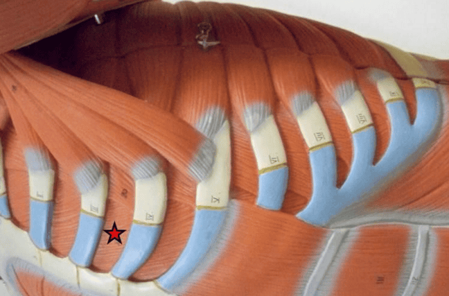 External Intercostal Muscle Cadaver