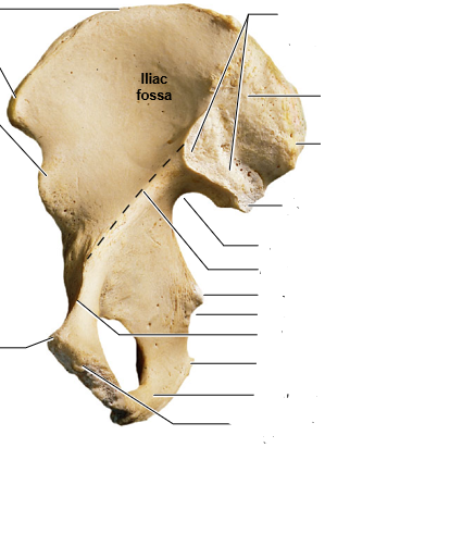 Iliac Crest