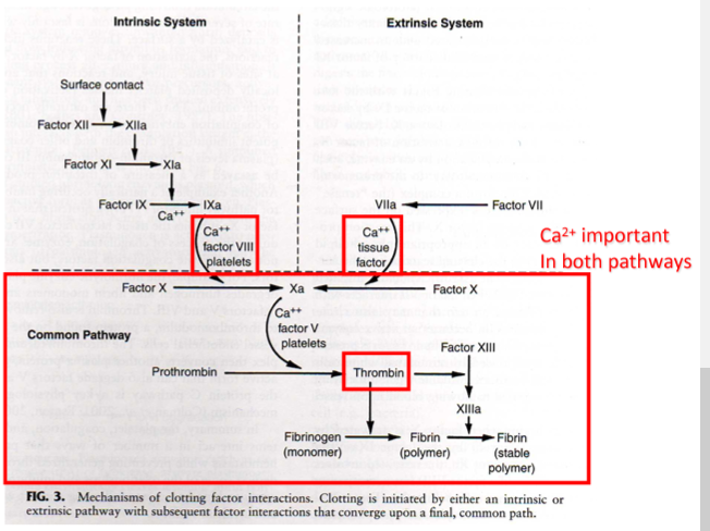 Intrinsic And Extrinsic Coagulation Pathways