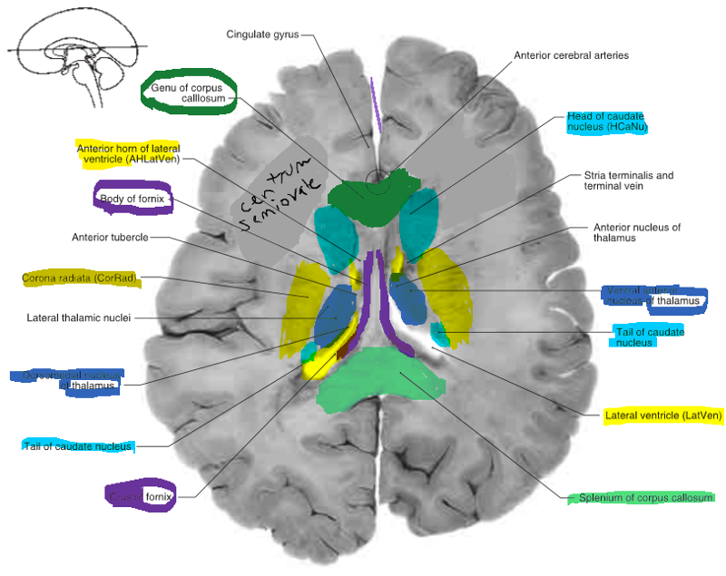 Rostral Definition Anatomy