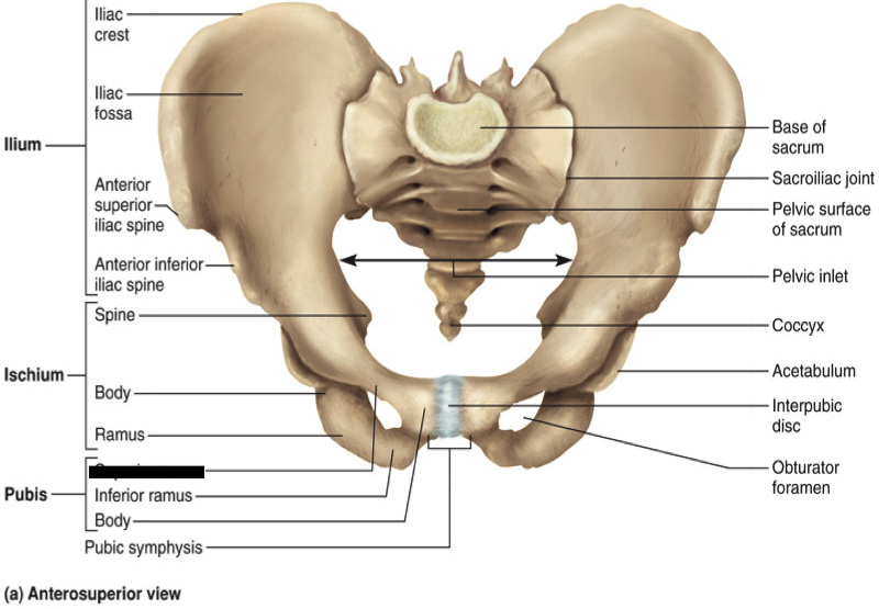 Print Lower Extremity Bones Flashcards Easy Notecards Print Lower Extremity Bones Flashcards Easy Notecards