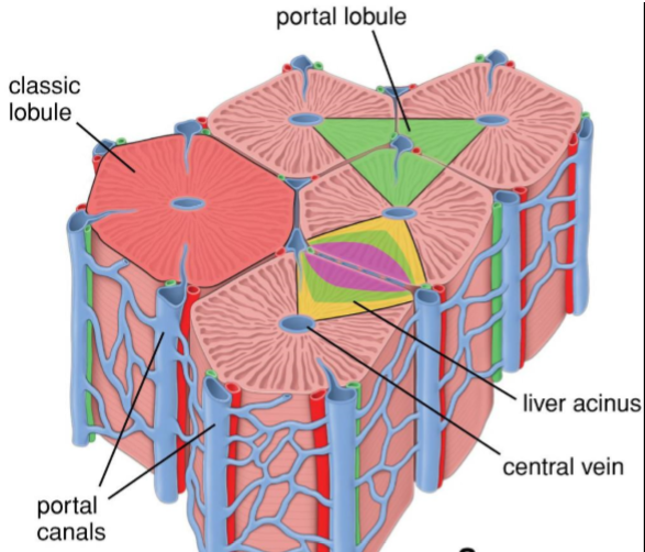 3 Zones Of Liver