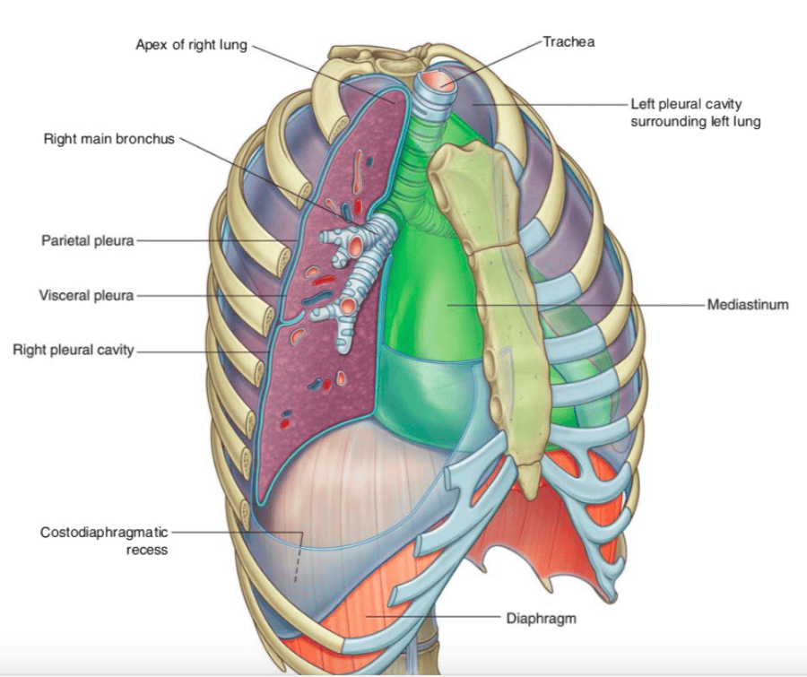 Surface Anatomy Thorax