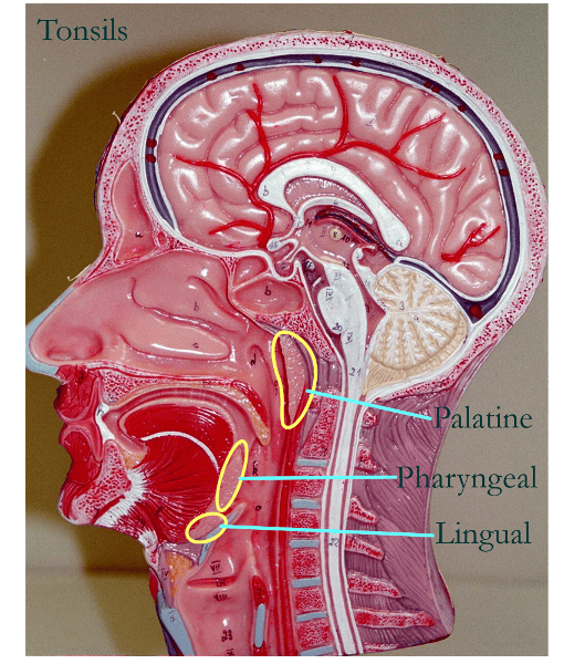 List 97+ Pictures What Do Normal Tonsils Look Like Pictures Stunning