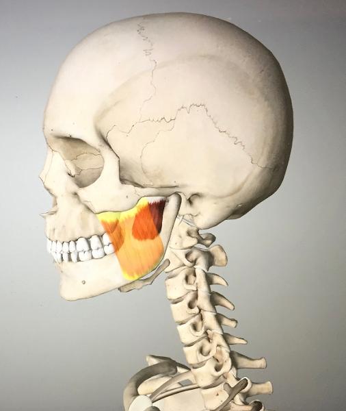 Zygomaticus Minor Muscle Detail Origin Insertion And