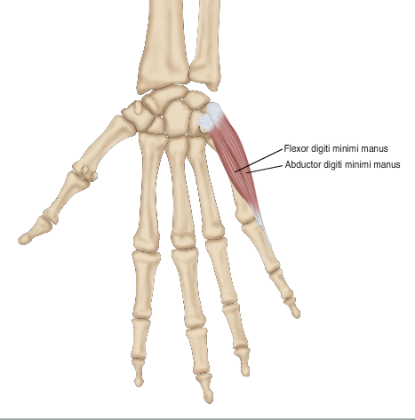 Flexor Digiti Minimi