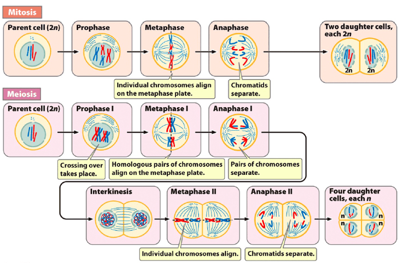 Cell Division Mitosis And Meiosis Owlcation