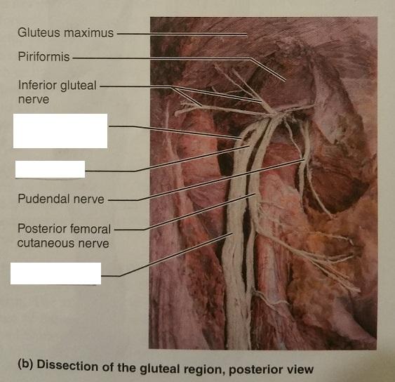 Activity 3 Spinal Nerves And Nerve Plexuses And Identifying The Major Activity 3 Spinal Nerves And Nerve Plexuses And Identifying The Major