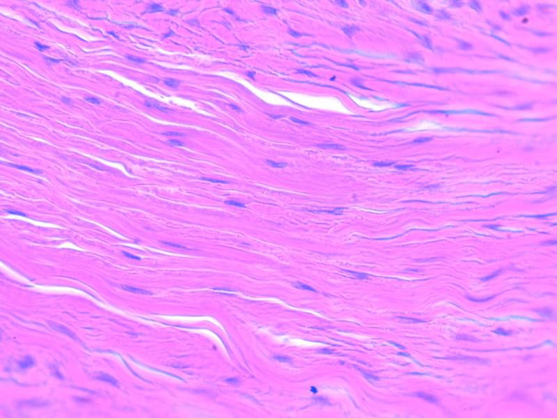 Human Anatomy Lab Exercises Tissues Recognition And Function Flashcards