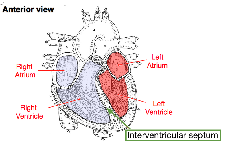Interventricular Septum Brain
