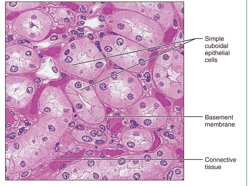 Histology Epithelial Tissues Biology 108 With Terpening