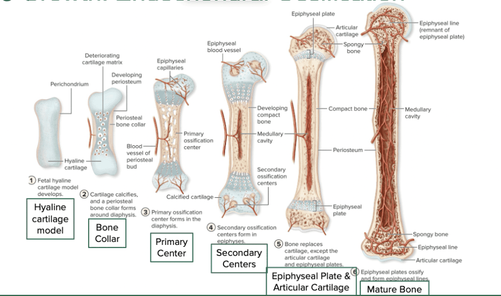 Bone tissue Flashcards - Easy Notecards