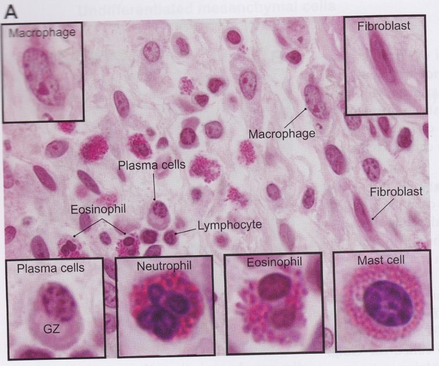 Macrophage Parts Macrophage Parts